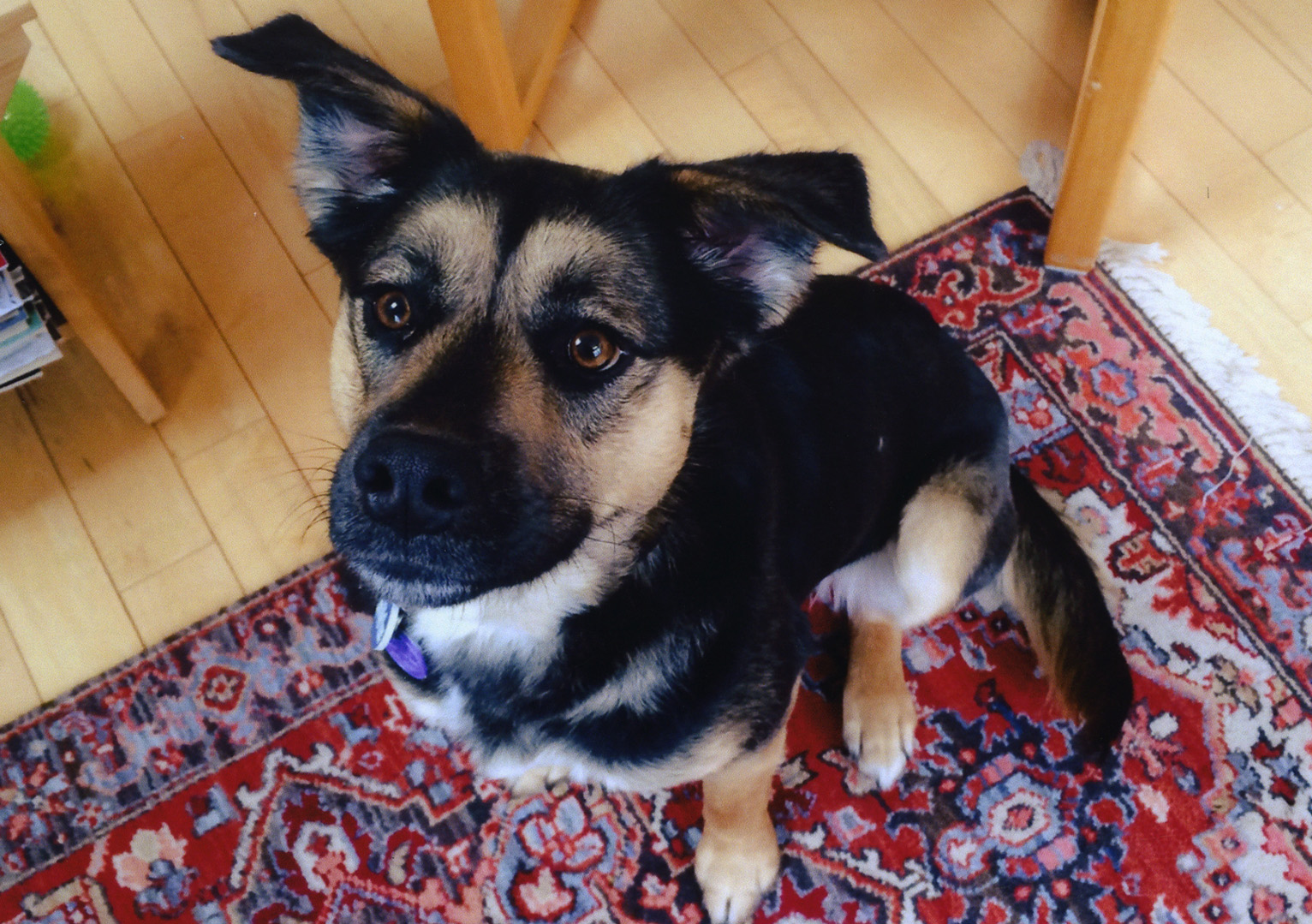 Canine ESP – Pets People and Other Animals