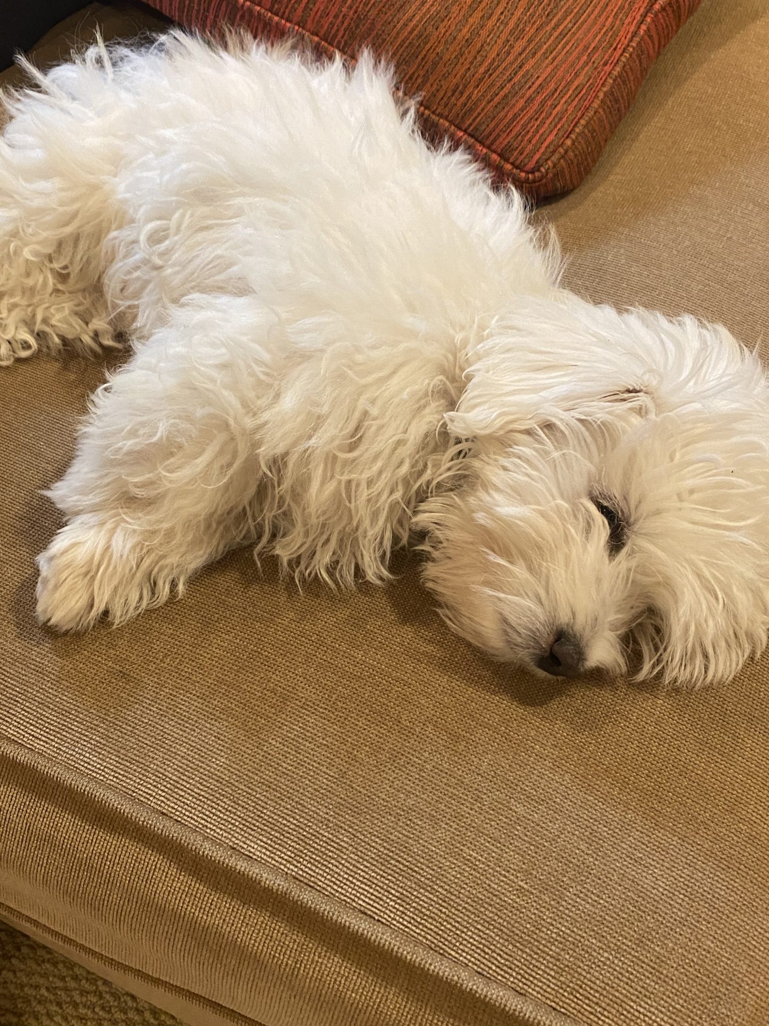 Your Brain on Babies – Pets People and Other Animals